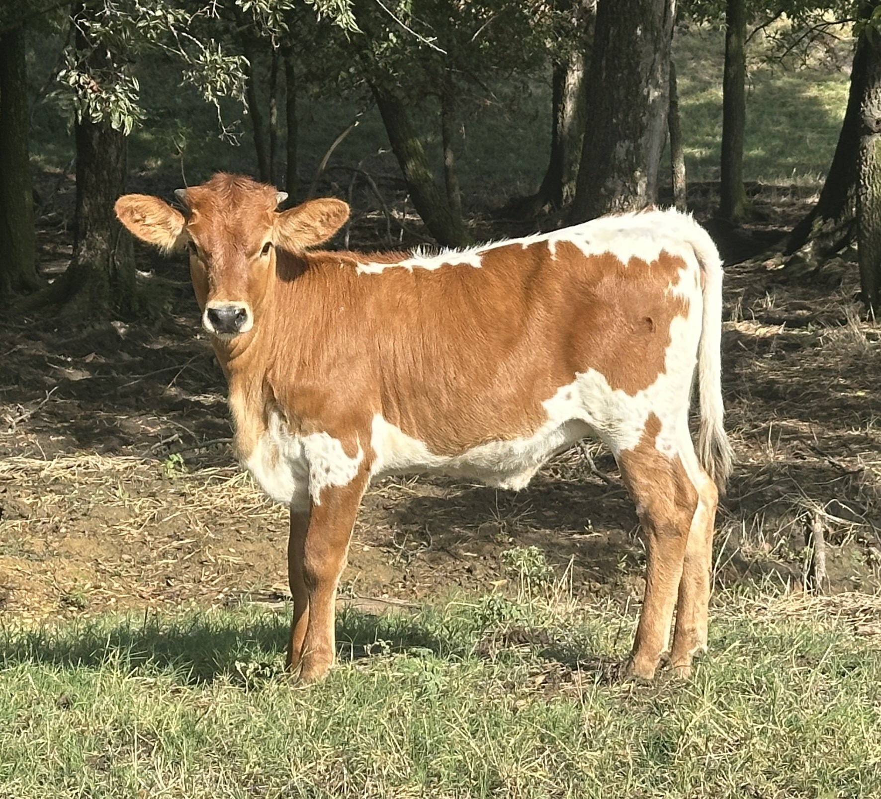 Jammin Rex x Fancy heifer calf